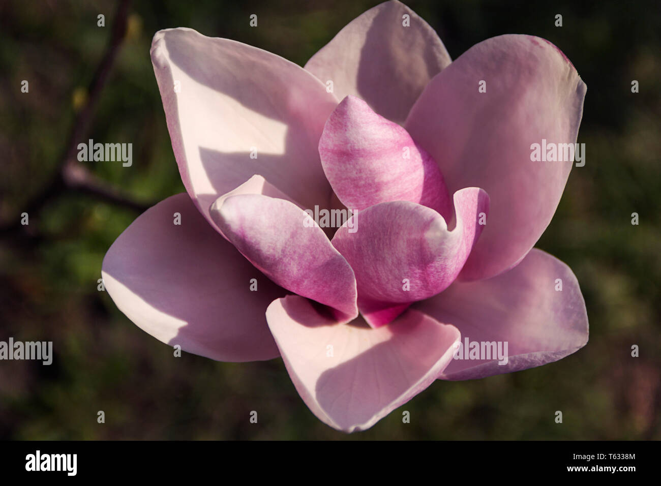 Southern magnolia blossom hi-res stock photography and images - Alamy