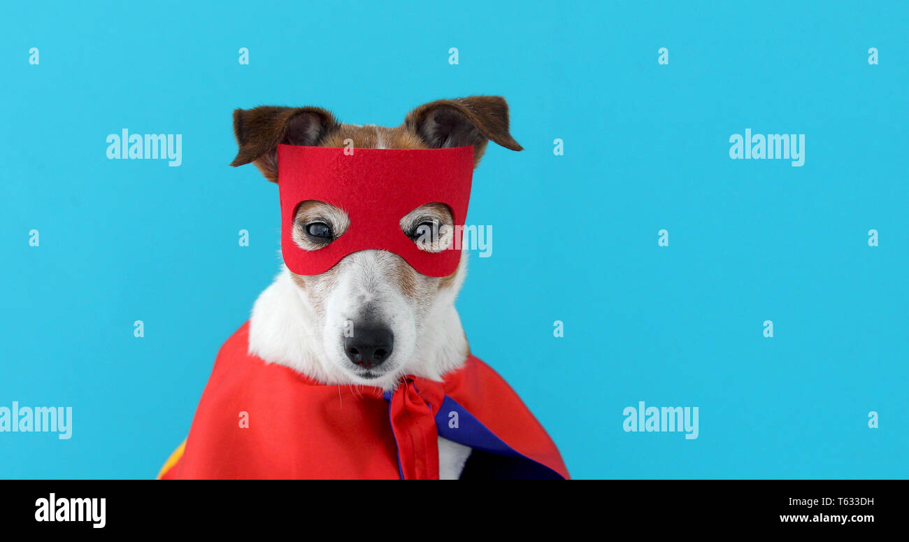 Dog jack russell super hero costume Stock Photo - Alamy