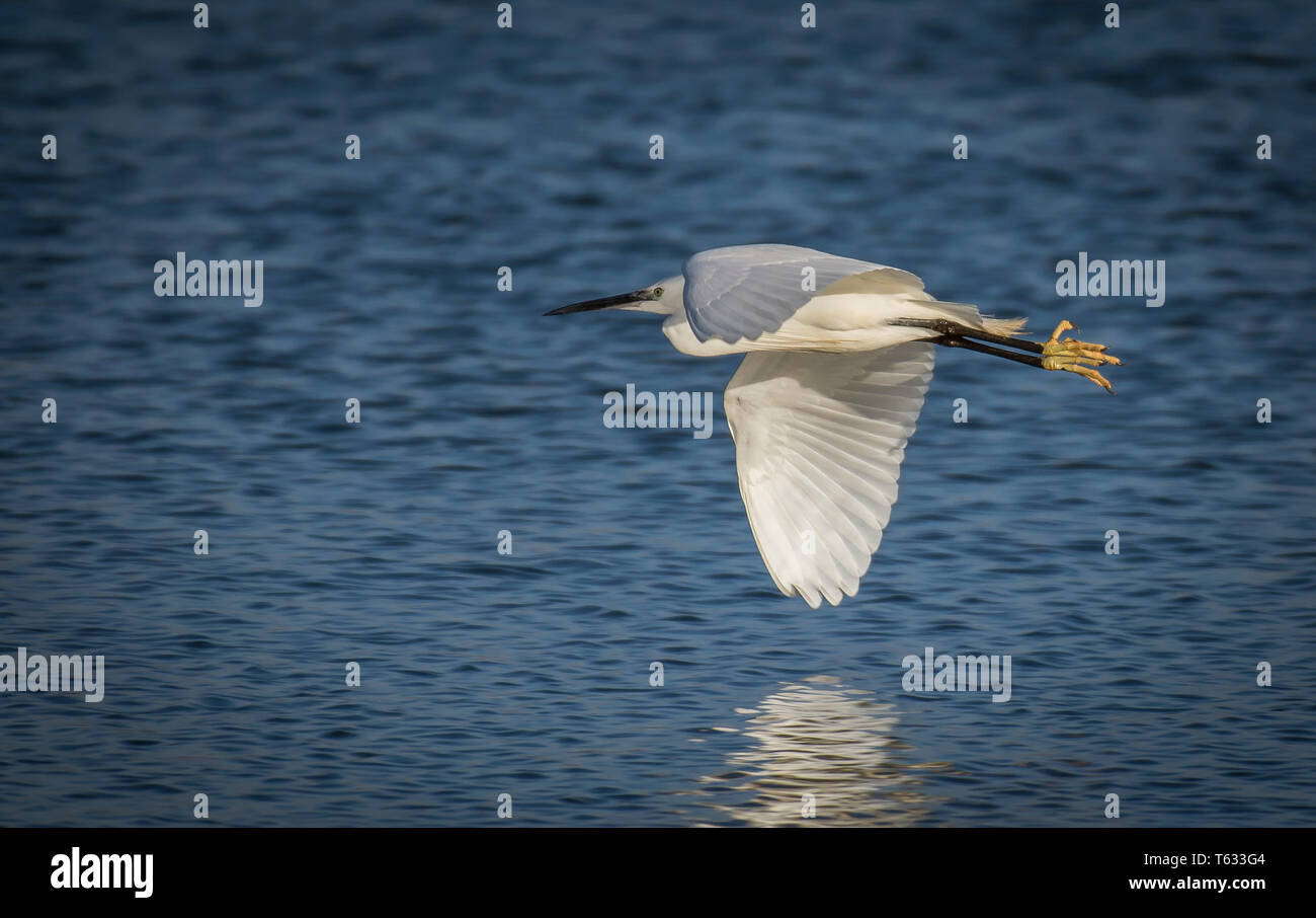 Heron flying low hi-res stock photography and images - Alamy