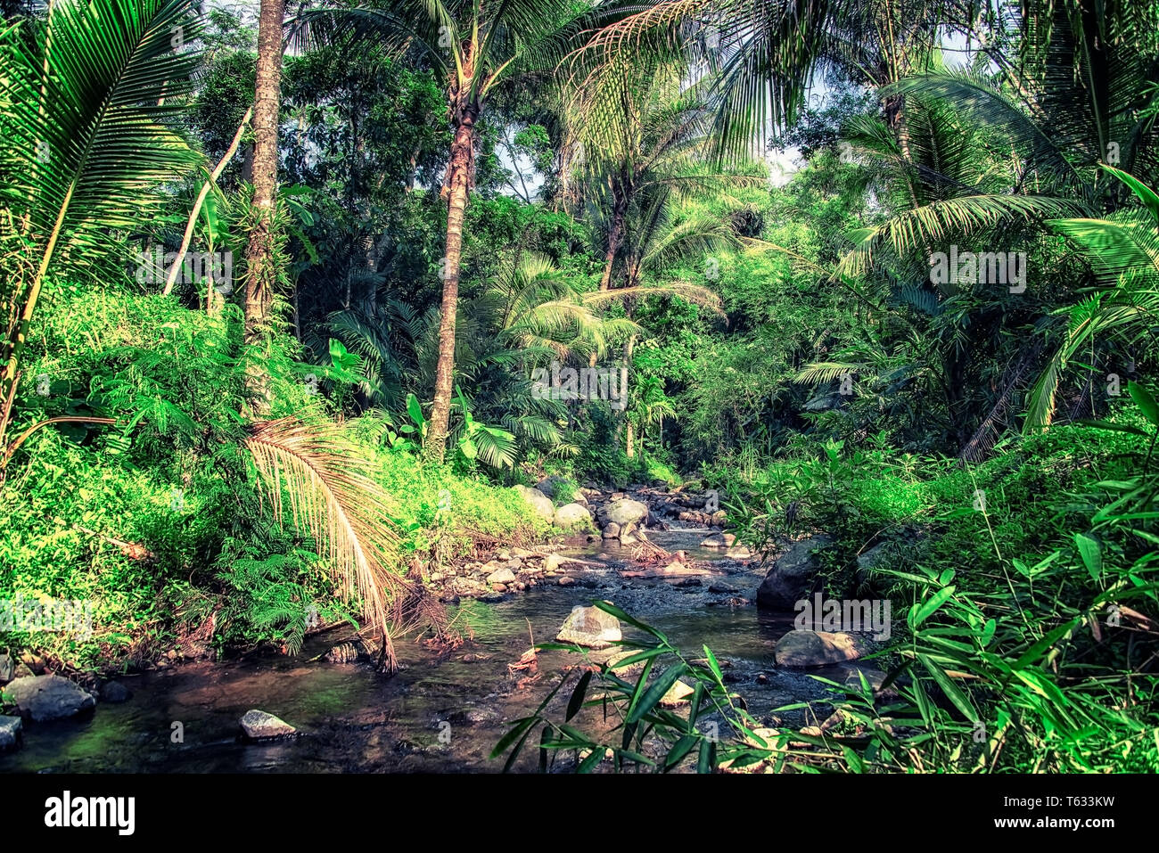 Tropical rainforest indonesia hi-res stock photography and images - Alamy