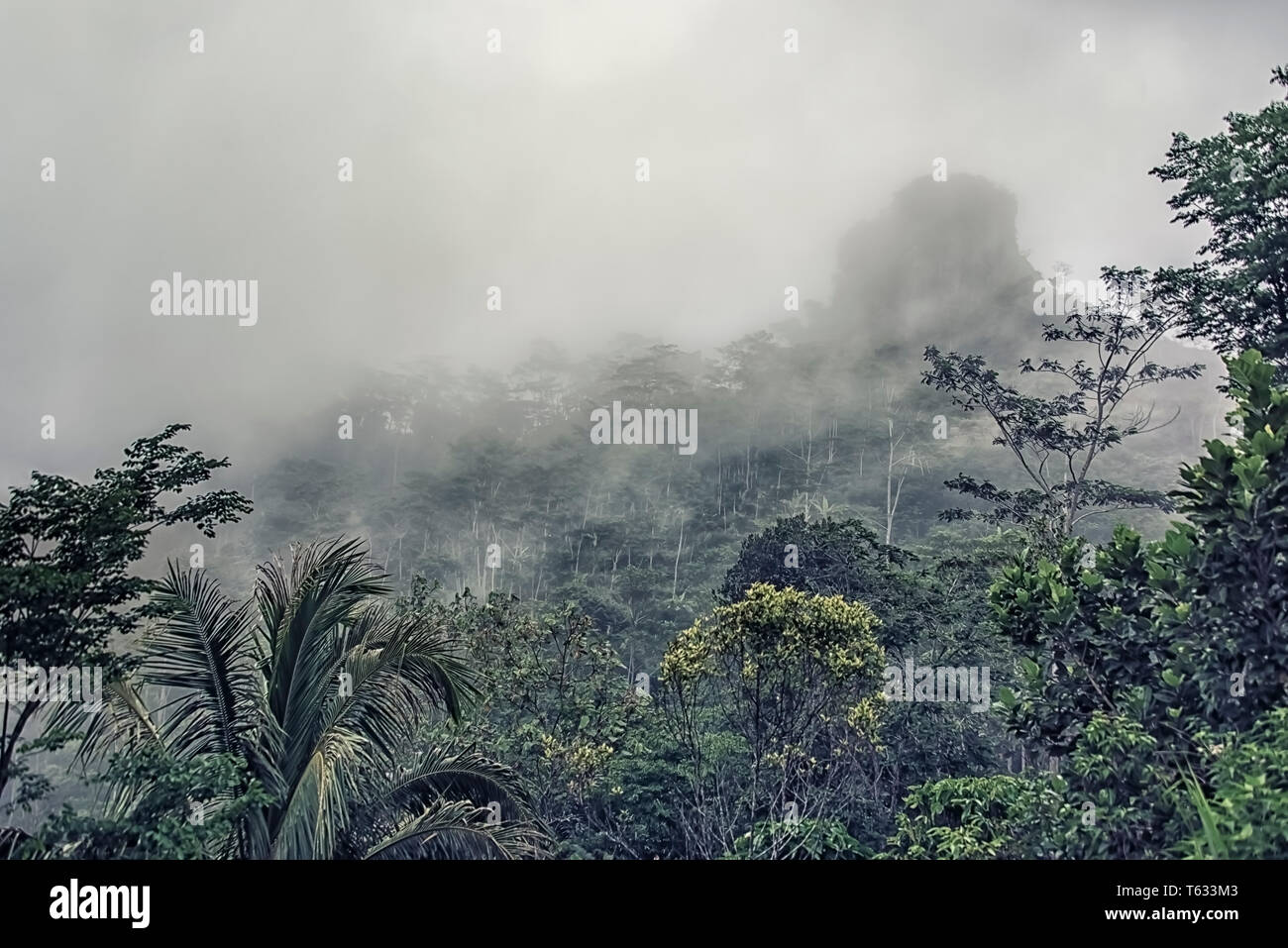 Tropical rainforest landscape amazon hi-res stock photography and ...