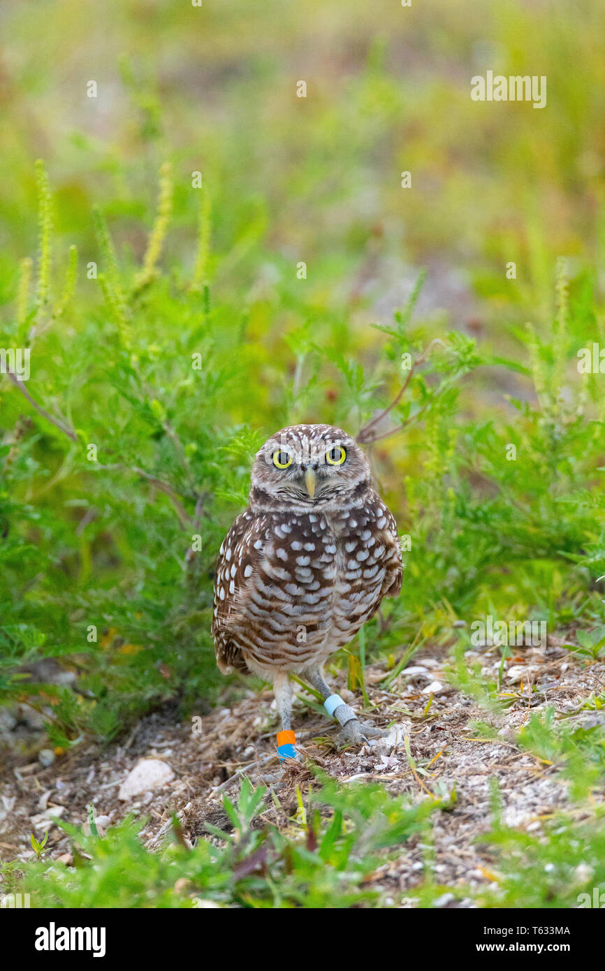 Adult Burrowing owl Athene cunicularia perched outside its burrow on ...