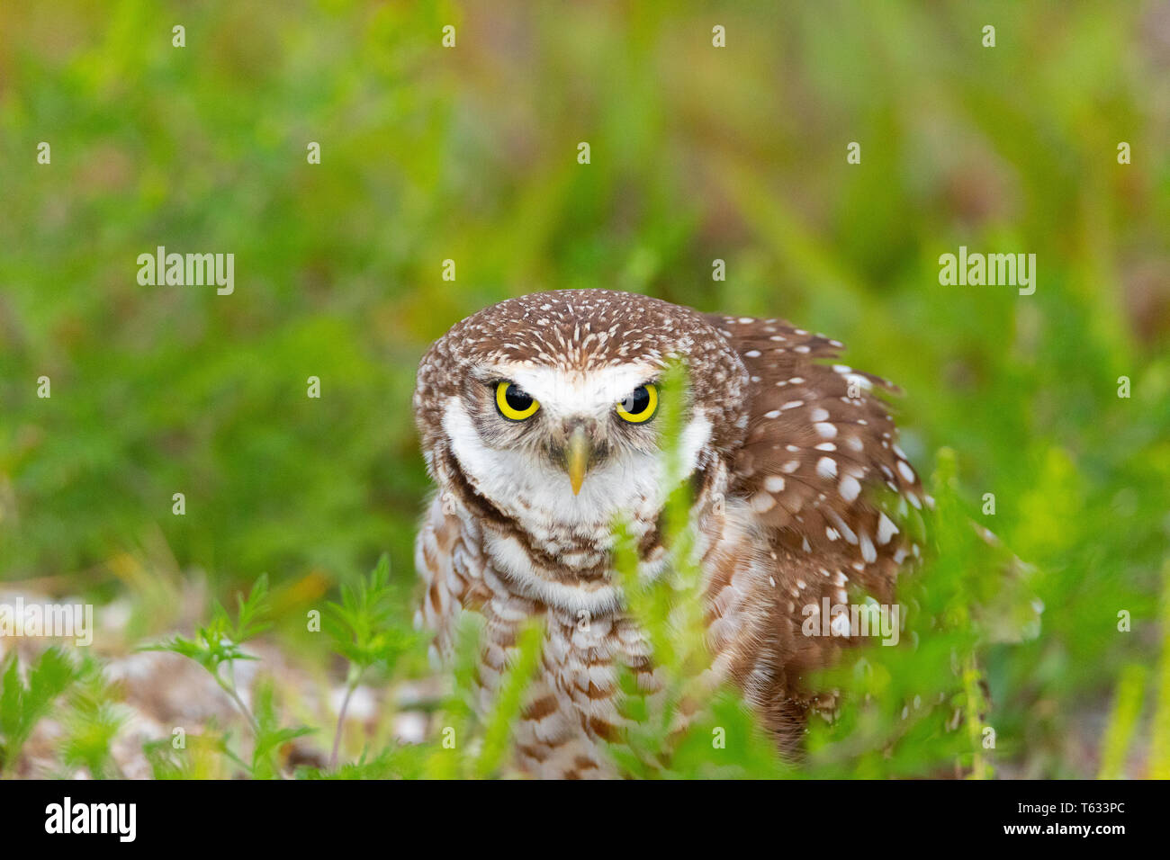 Adult Burrowing owl Athene cunicularia perched outside its burrow on ...