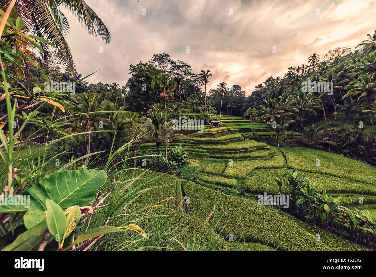 Rice harvest ubud bali hi-res stock photography and images - Alamy