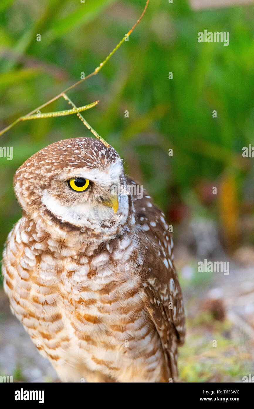 Adult Burrowing owl Athene cunicularia perched outside its burrow on ...