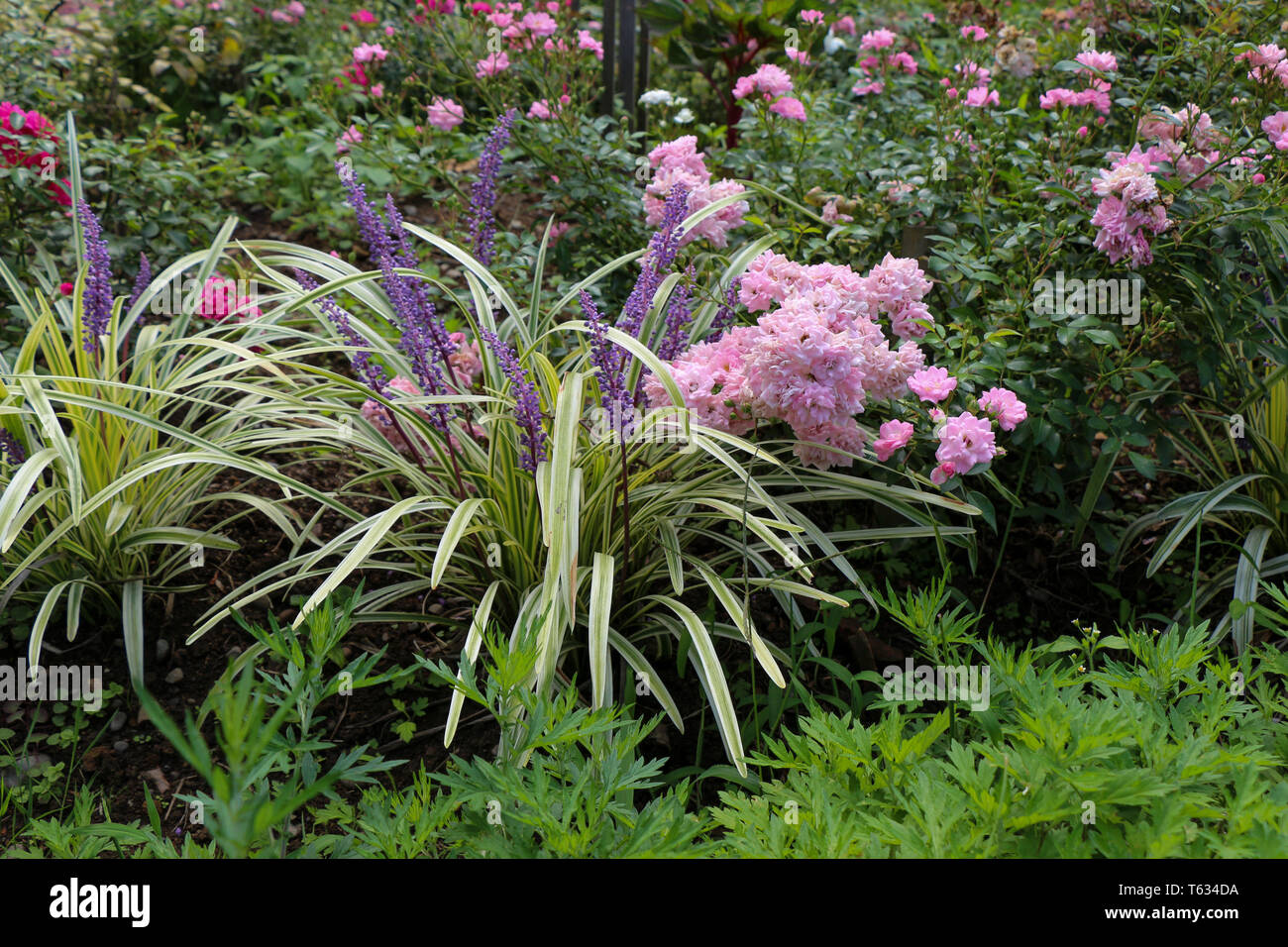 Beautiful fresh flowers in nature background Stock Photo - Alamy