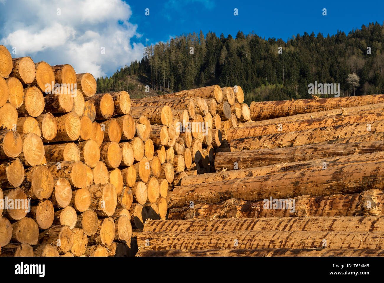 Pile Of Wood Logs With Forest Stock Photo - Alamy