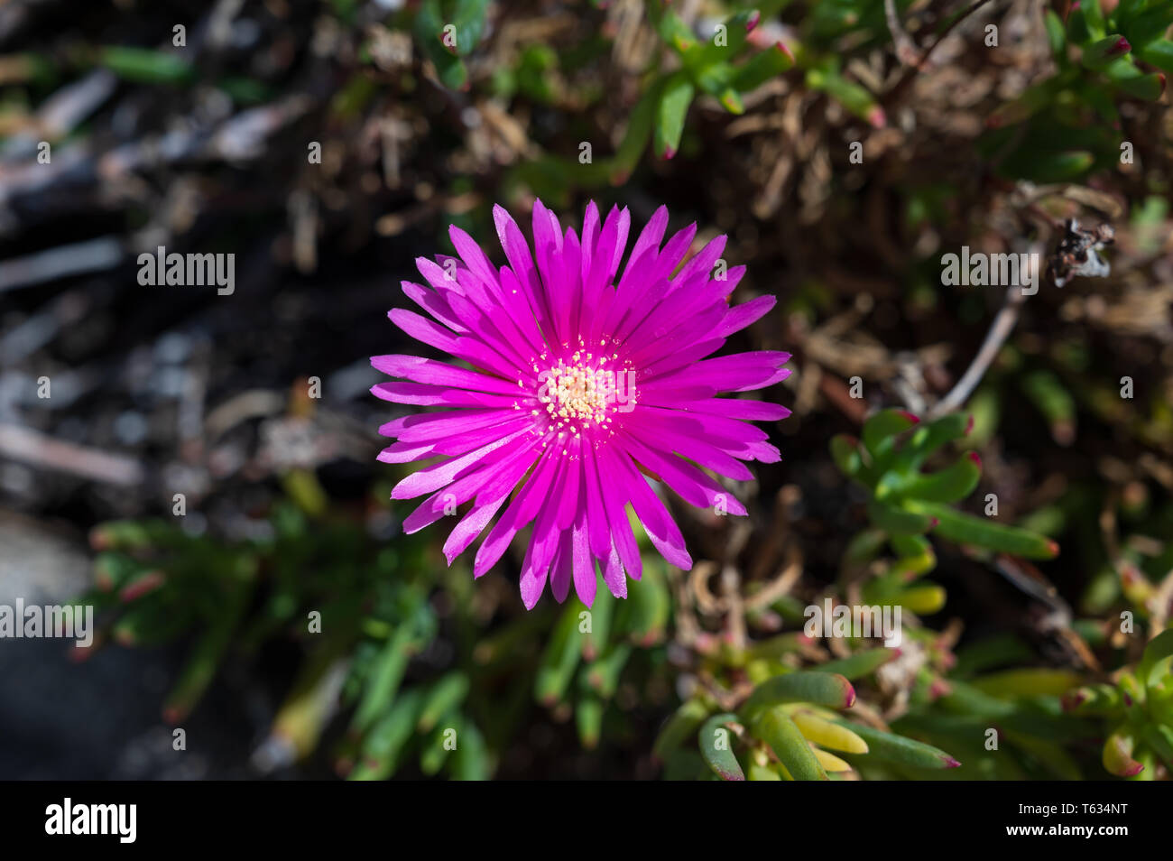 Aizoaceae Family High Resolution Stock Photography and Images - Alamy