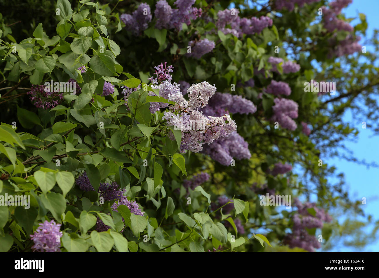 Spring. Blooming lilacs in the town park Stock Photo - Alamy
