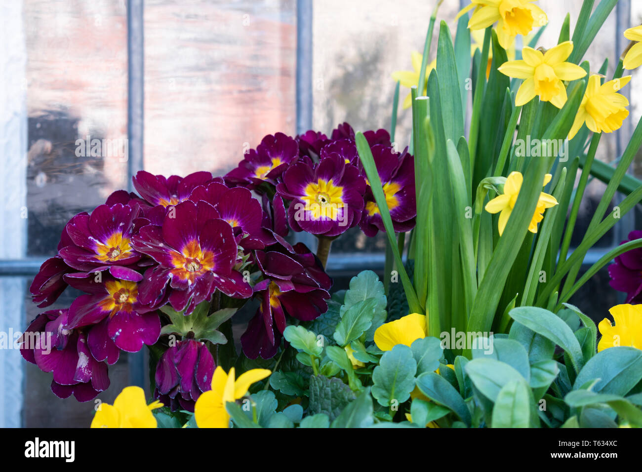 Spring growing daffodils and violet flowers. Windowsill view of plant ...