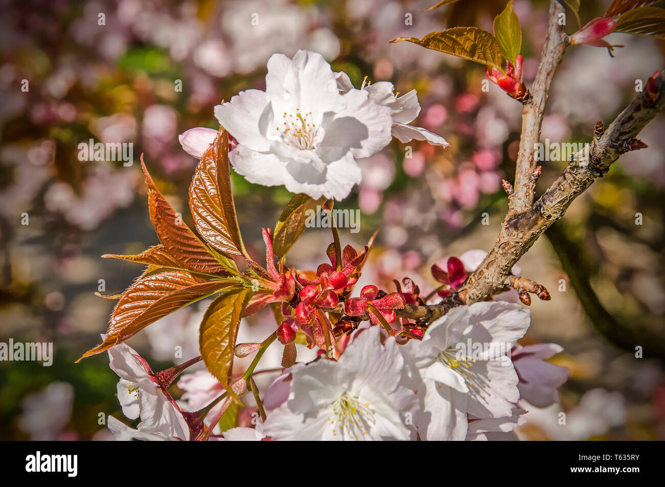 Close up of a branch of a prunus tree with young leaves, red buds and ...