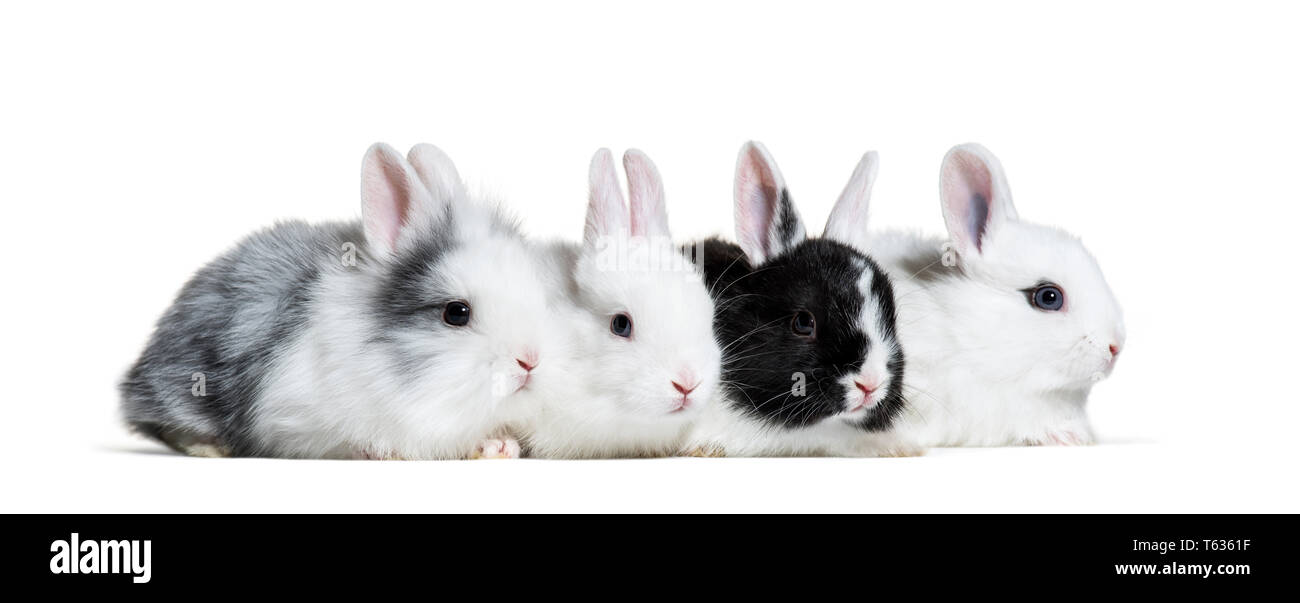 Four young rabbits, 8 weeks old, in a row in front of white background ...