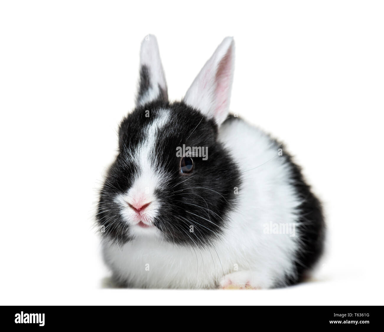 Rabbit, 8 weeks old, in front of white background Stock Photo - Alamy