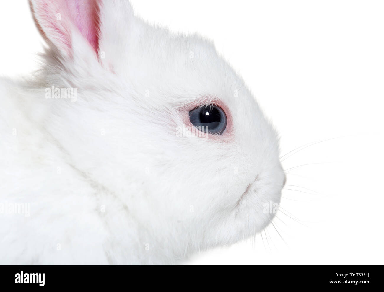Rabbit in close up, 8 weeks old, in front of white background Stock ...