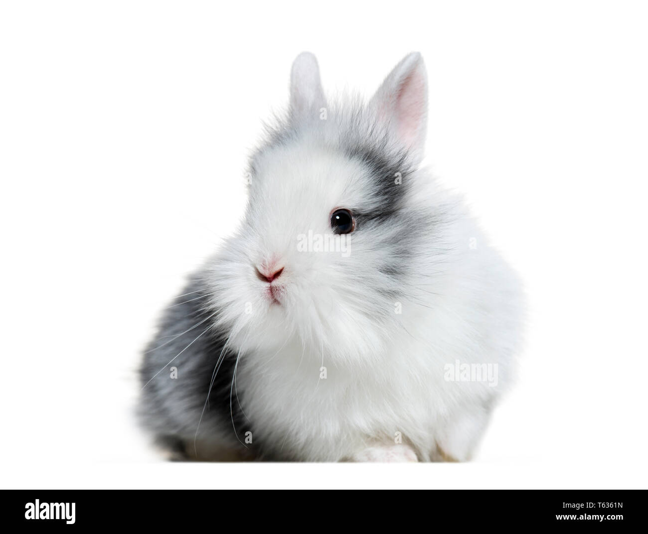 White and grey rabbit, 8 weeks old, in front of white background Stock ...
