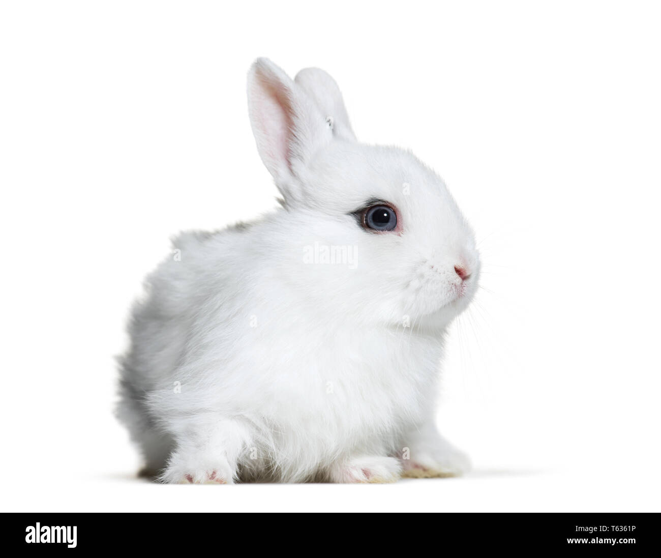 White rabbit, 8 weeks old, in front of white background Stock Photo - Alamy