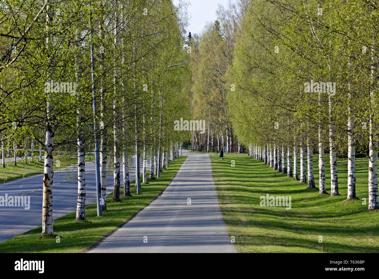 Young birch trees hi-res stock photography and images - Alamy
