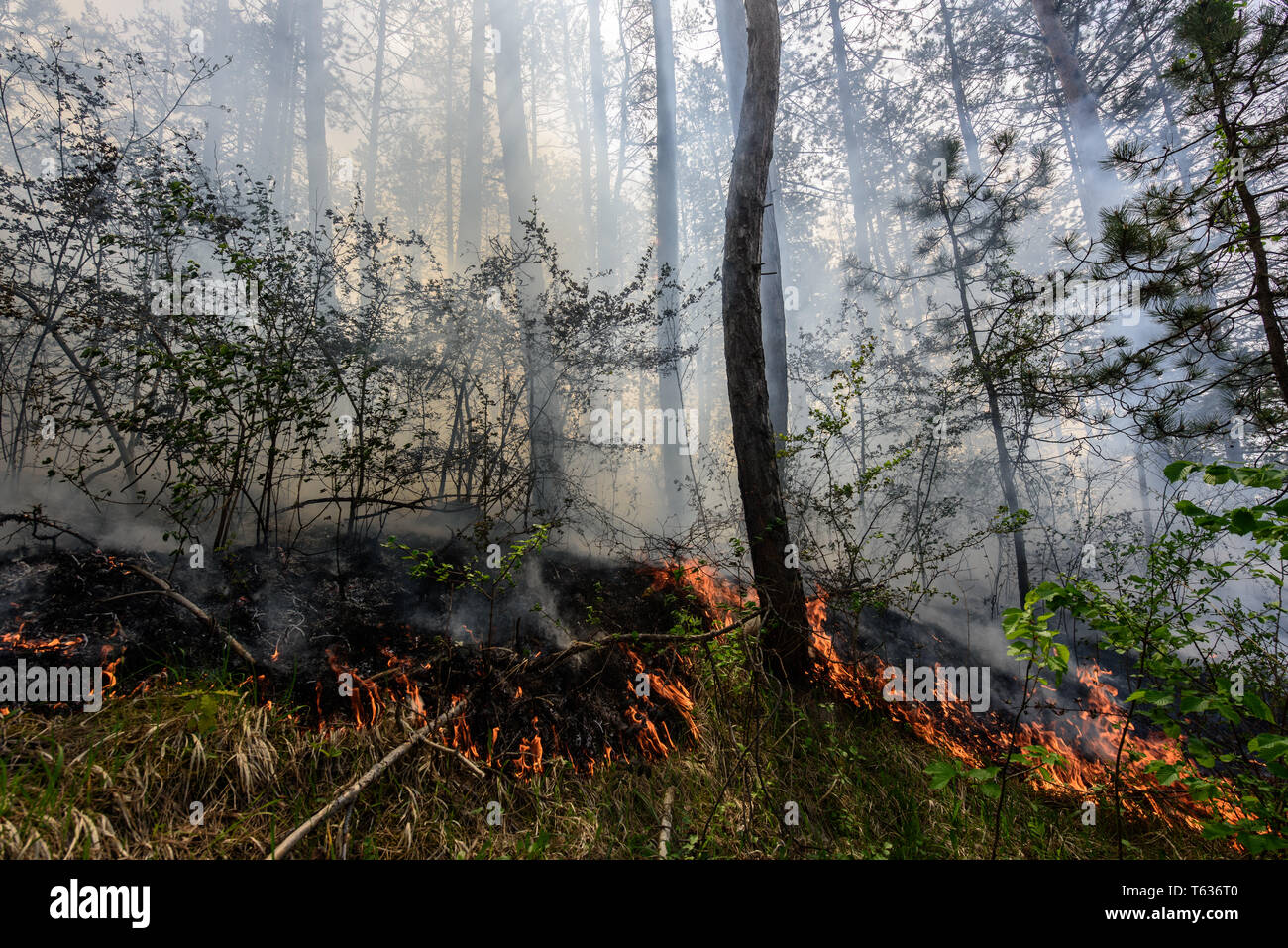 Fire in the mixed wood forest. Image of global and their natural ...