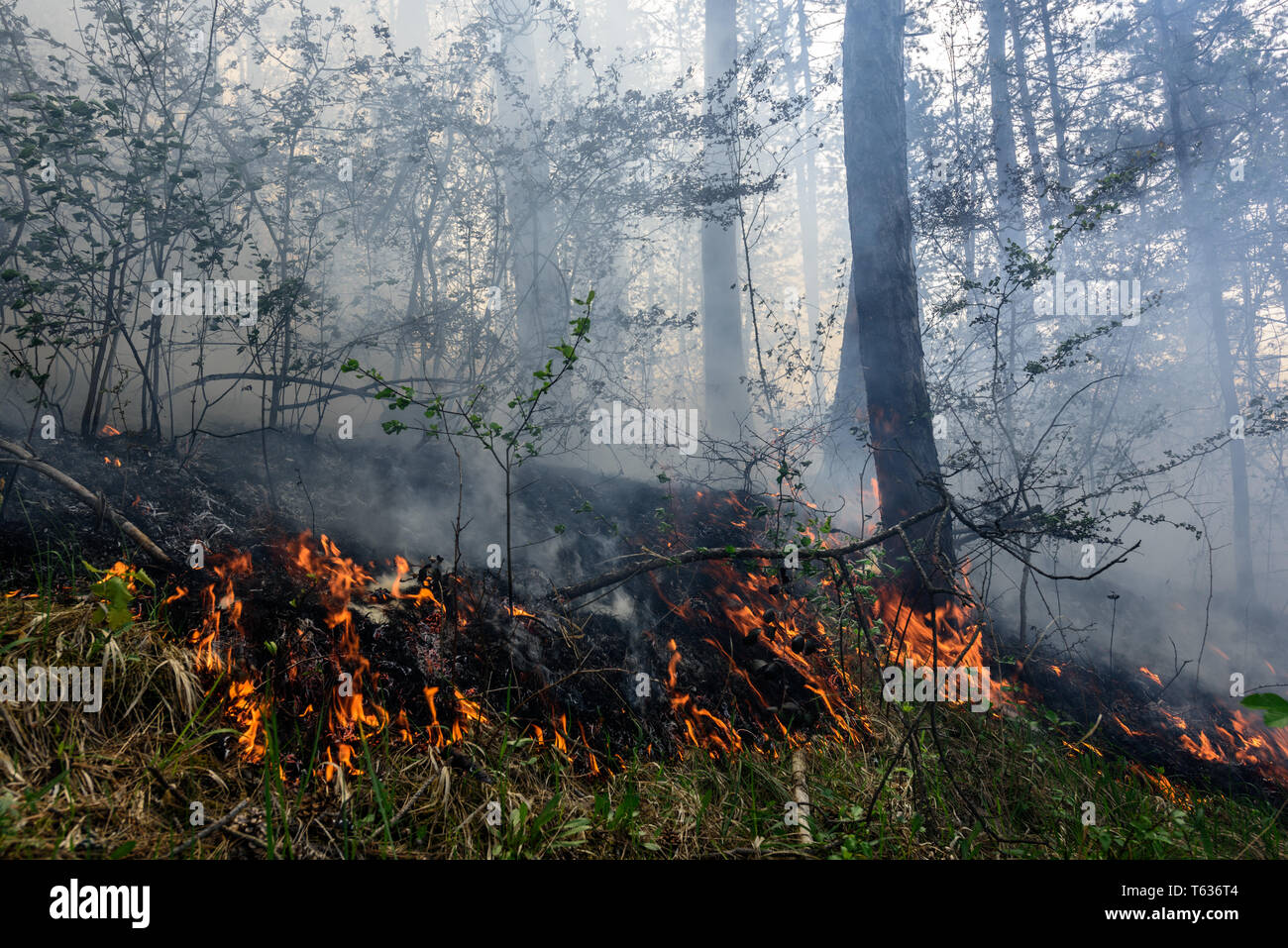 Fire in the mixed wood forest. Image of global and their natural ...