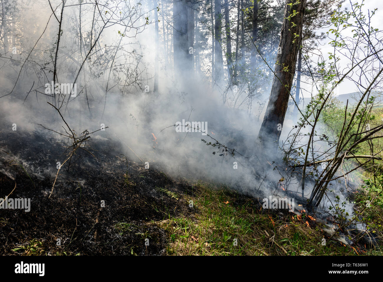 Fire in the mixed wood forest. Image of global and their natural ...