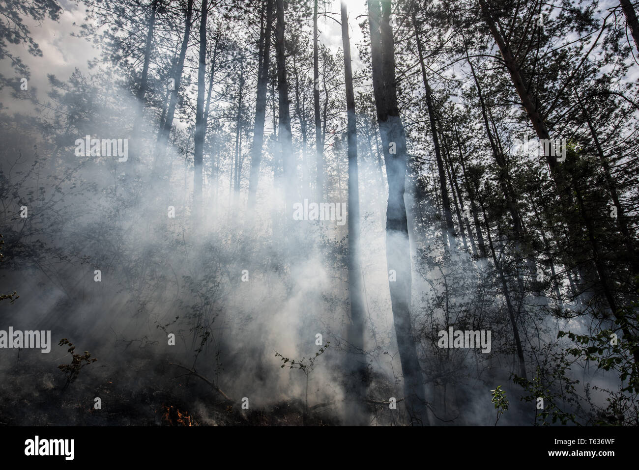 Fire in the mixed wood forest. Image of global and their natural ...