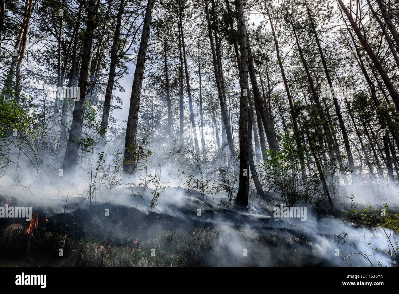 Fire in the mixed wood forest. Image of global and their natural ...