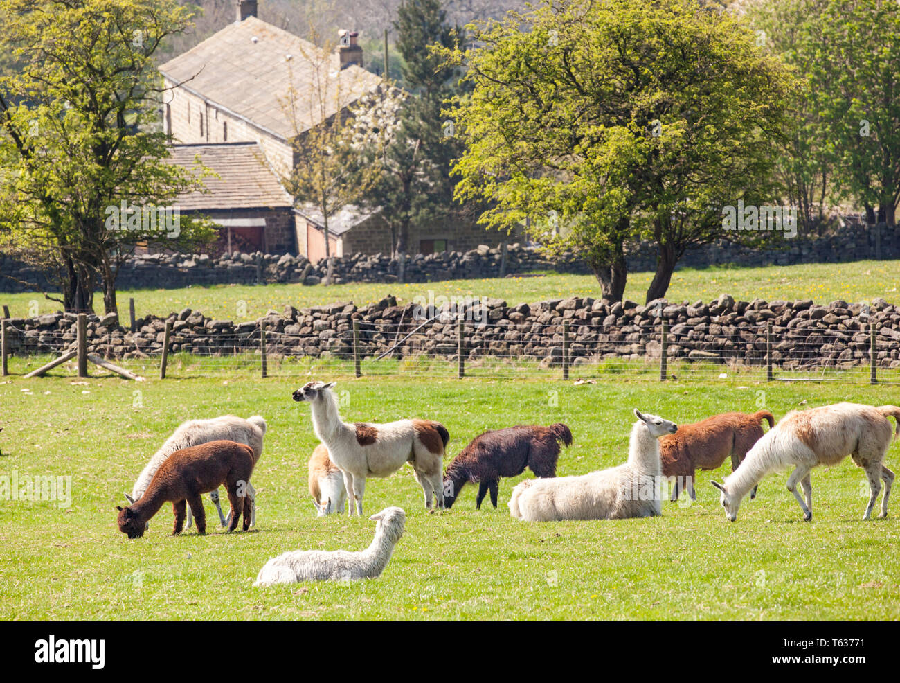 Llama trekking hi-res stock photography and images - Alamy