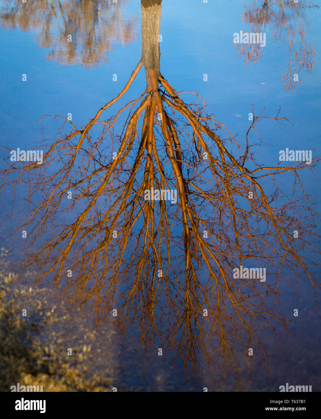 A reflected leafless tree looking like the root structure underground ...