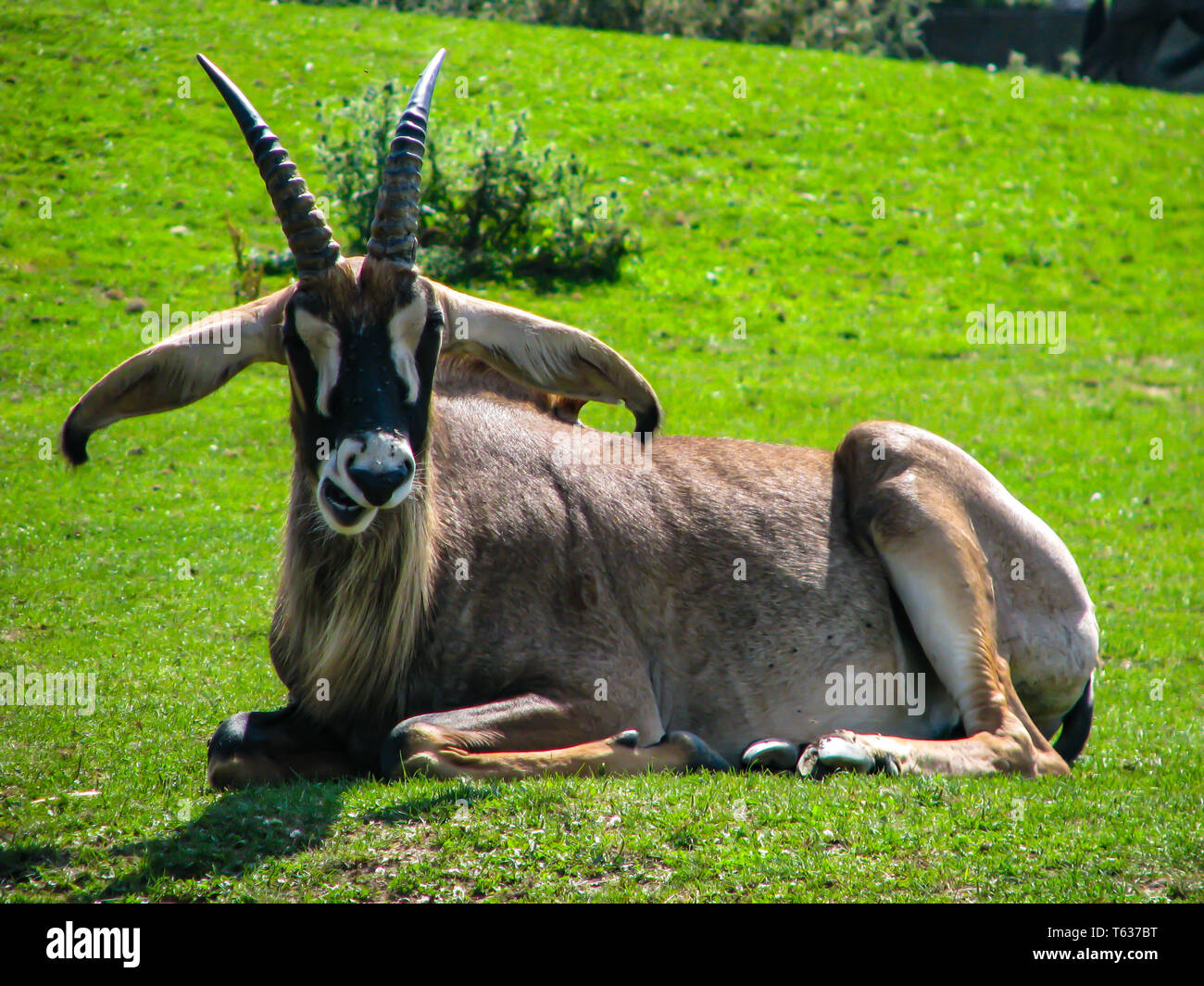 Goat lies in sun hi-res stock photography and images - Alamy