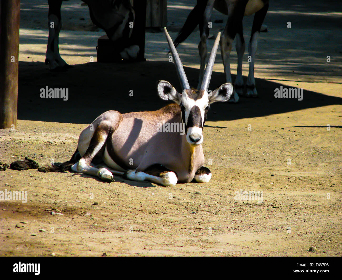 Goat lies in sun hi-res stock photography and images - Alamy