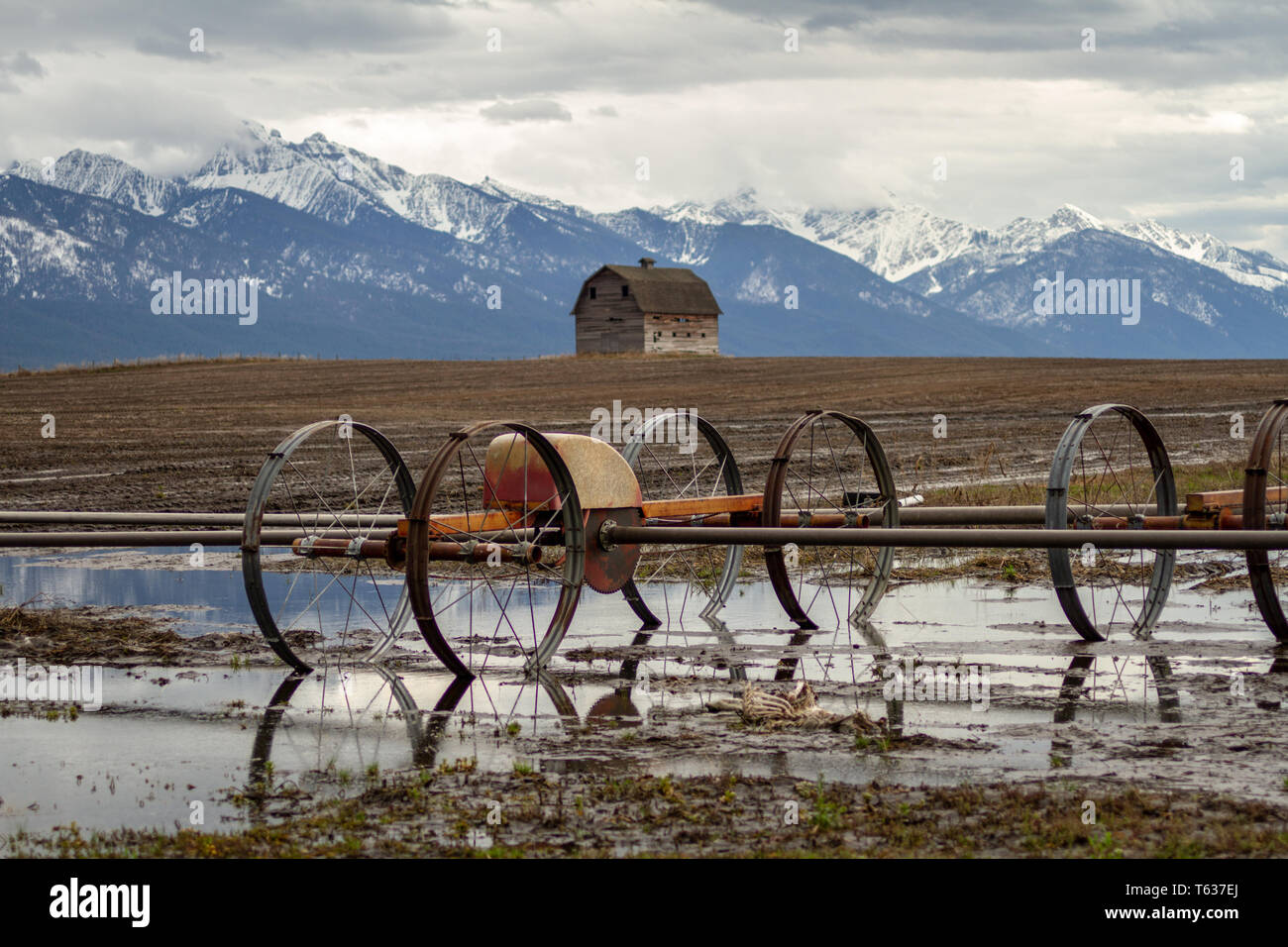 Pivot irrigated field with an old barn and the Mission Mountains as a ...