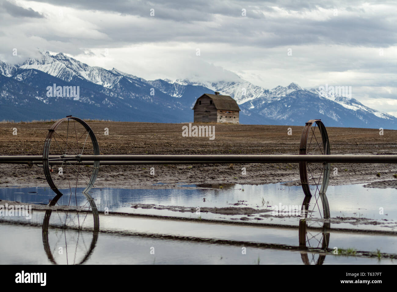 Pivot irrigated field with an old barn and the Mission Mountains as a ...