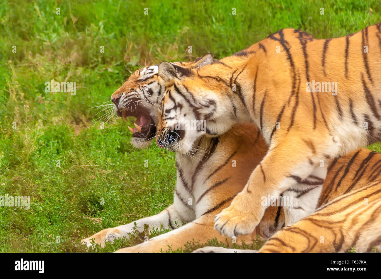 Siberian Tiger Fight High Resolution Stock Photography and Images - Alamy