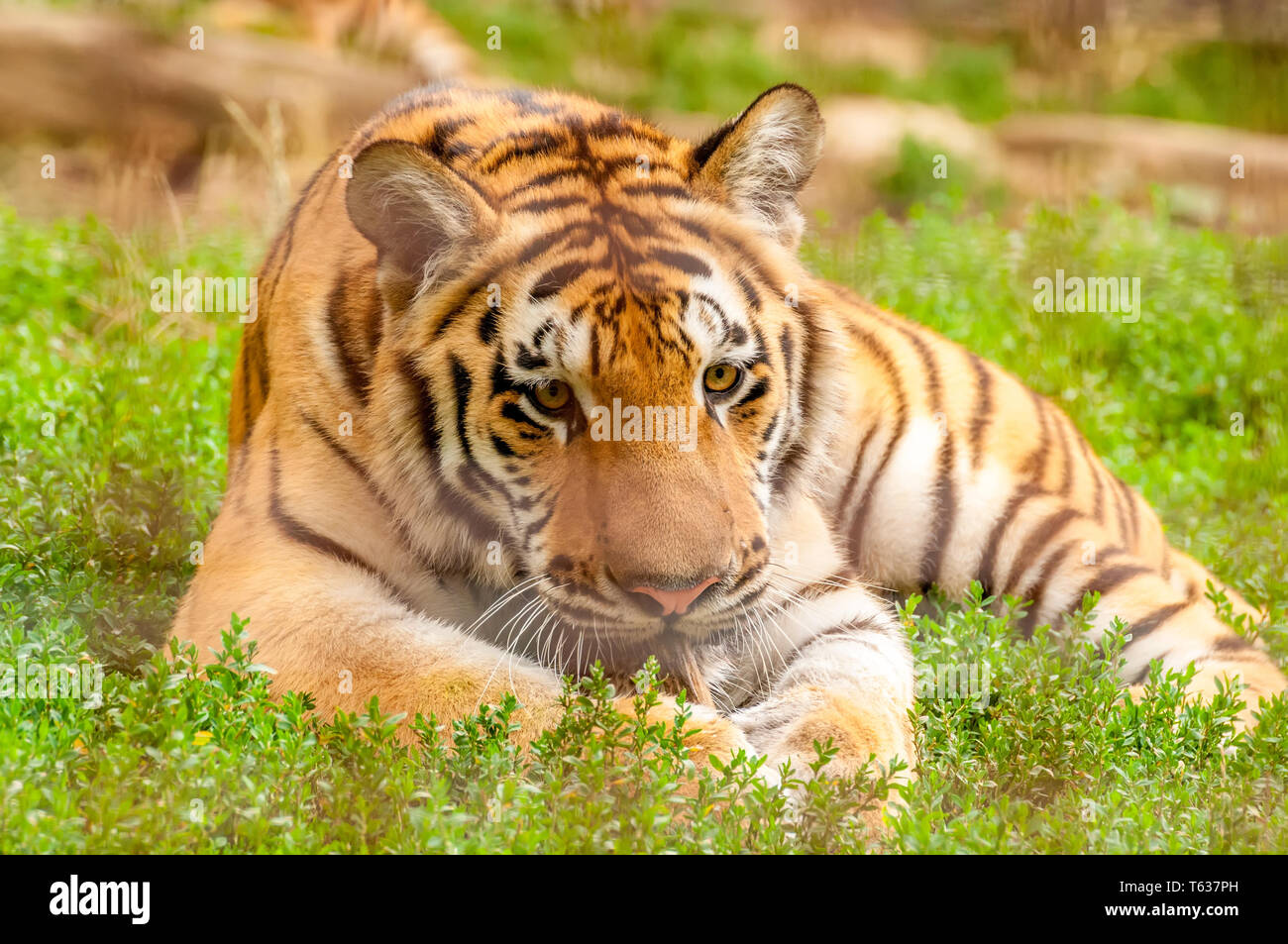 Which is the natural habitat of the amur tiger hi-res stock photography ...