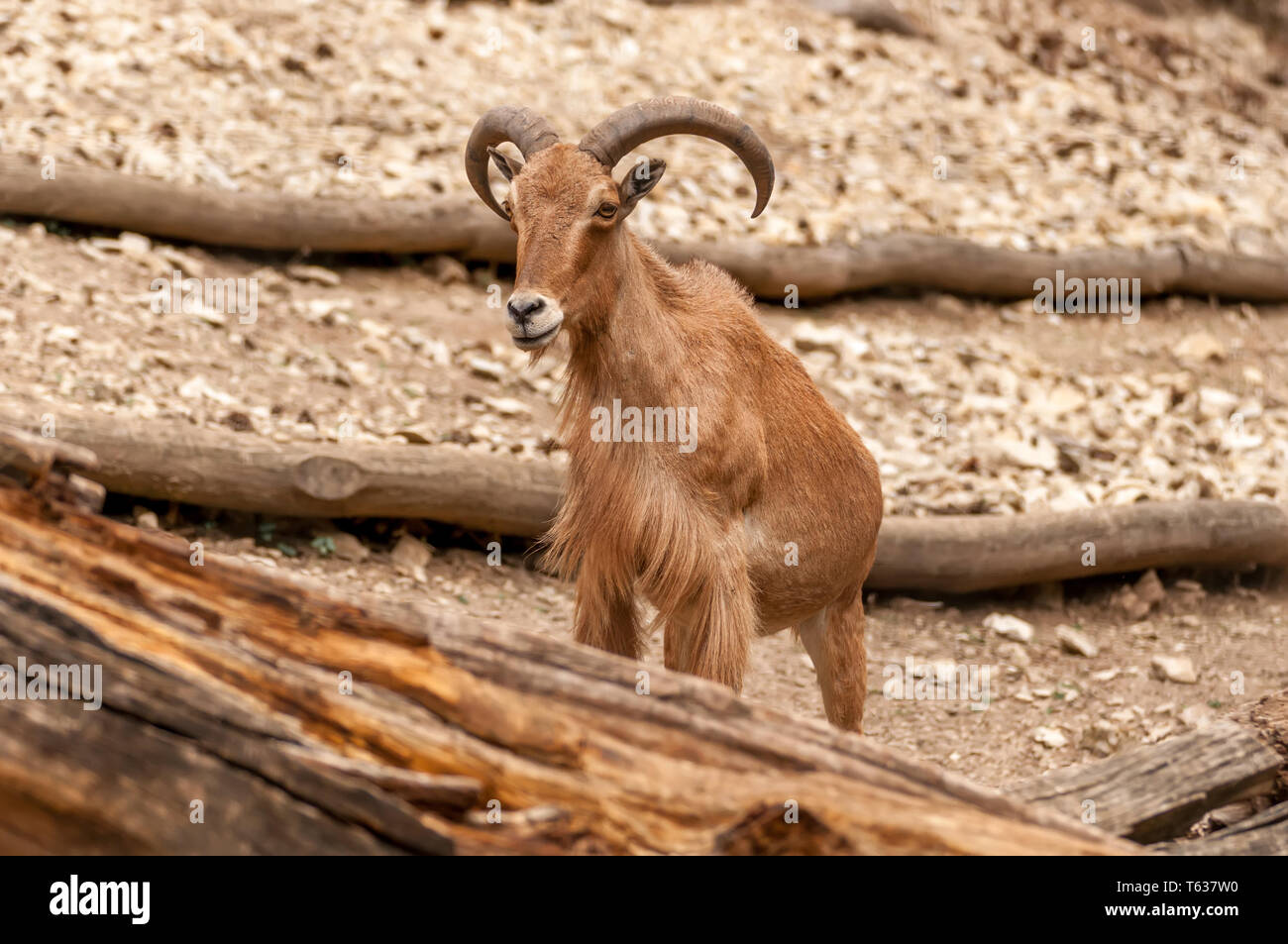 Barbary Ram High Resolution Stock Photography and Images - Alamy