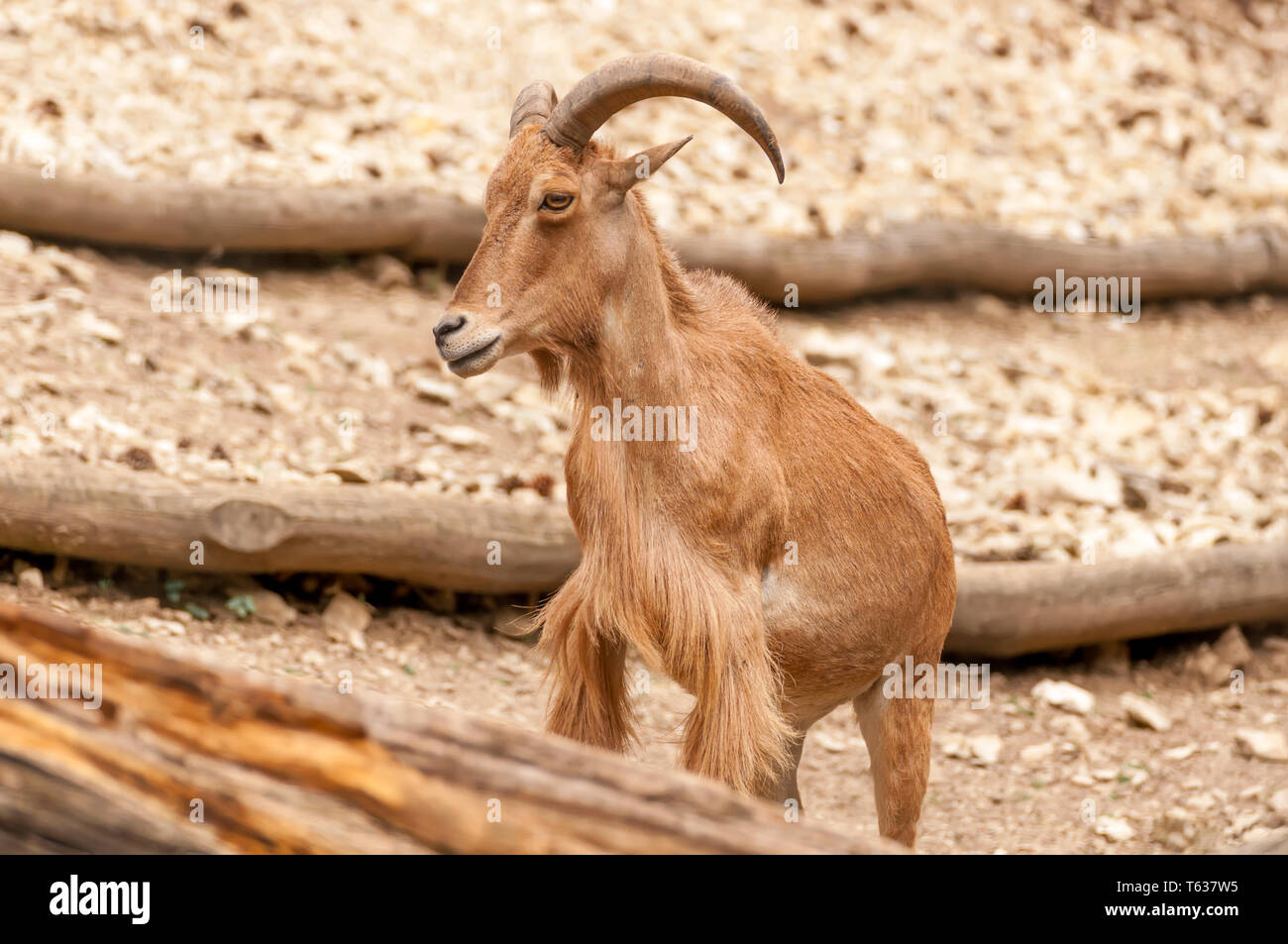 Barbary ram hi-res stock photography and images - Alamy
