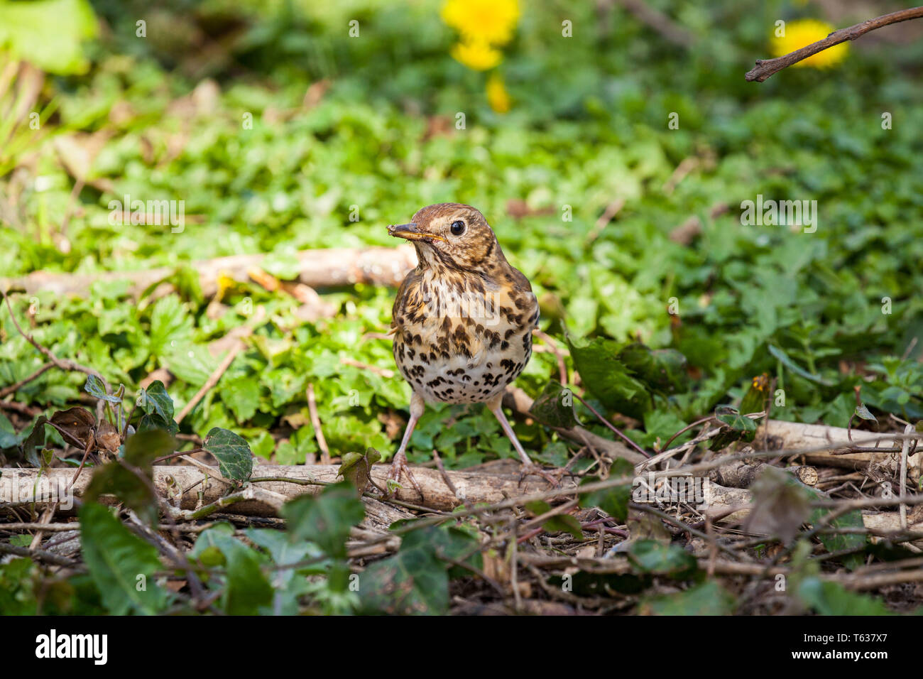 Juvenile Thrush Turdidae; Rafinesque,in the English countryside England ...