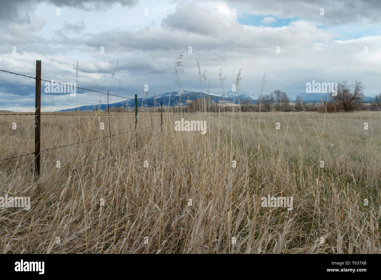 A barbed wire fence line with tall prairie grasses with the Elkhorn ...