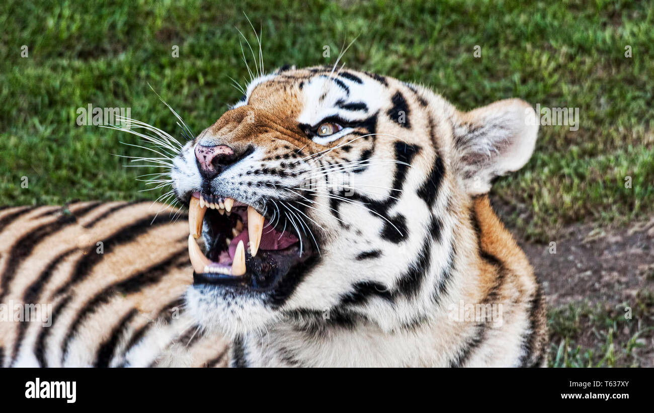 An aggressive bengal tiger portrait Stock Photo - Alamy