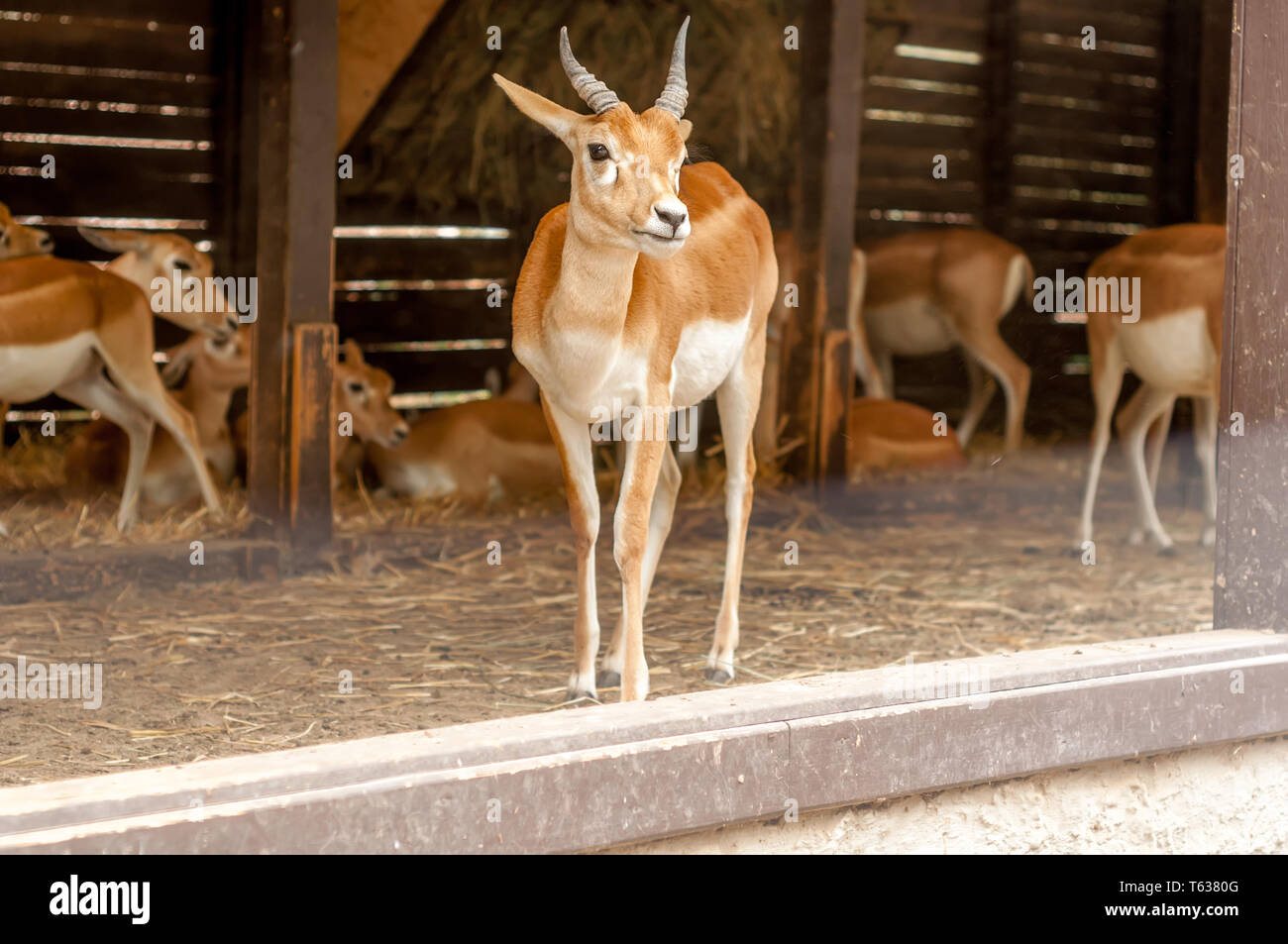Grassland blackbuck national park hi-res stock photography and images ...