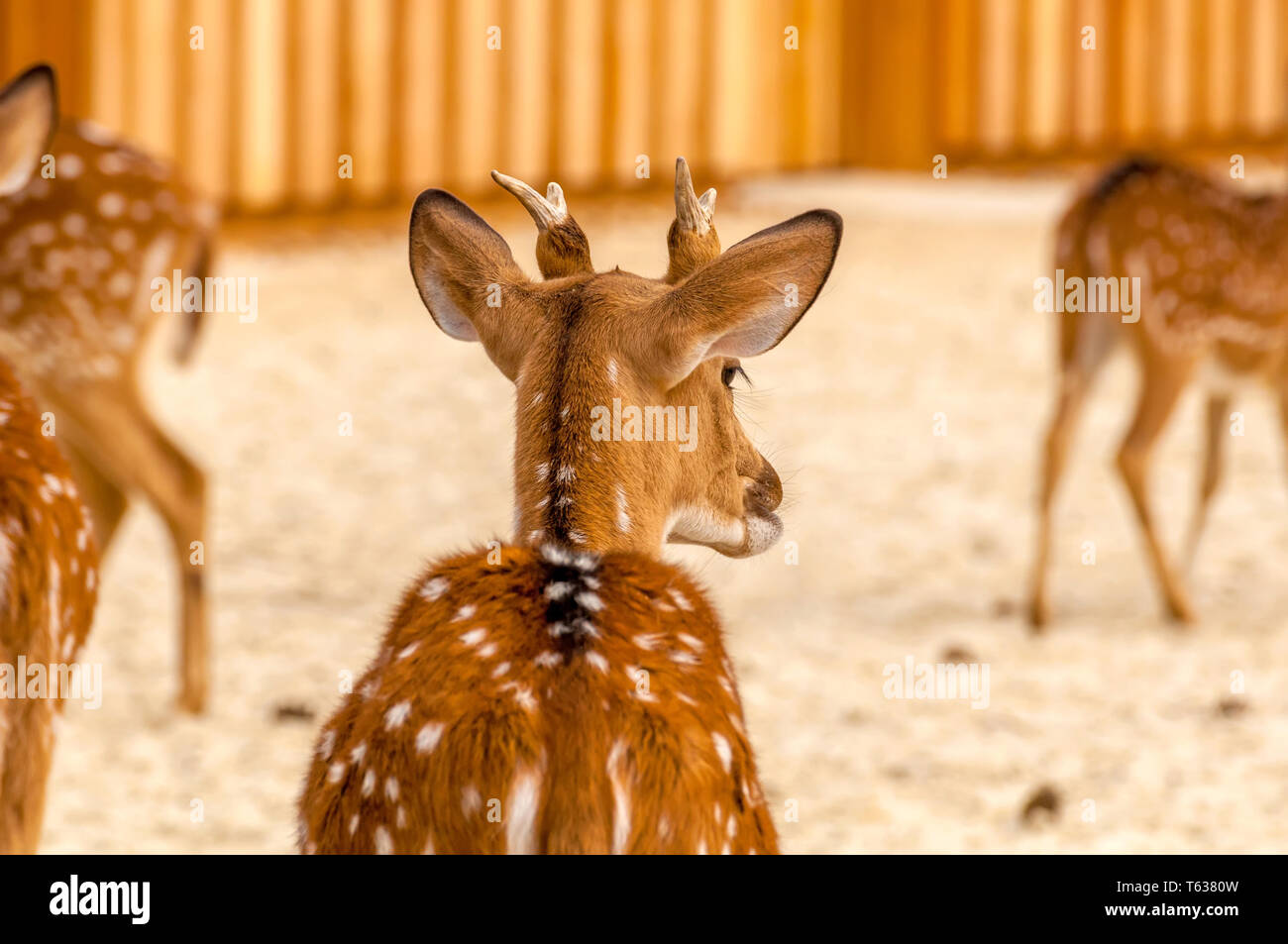 Red deer antlers back view hi-res stock photography and images - Alamy
