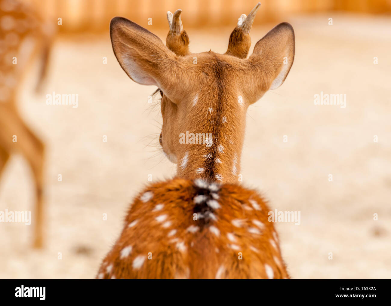Binatang hi-res stock photography and images - Alamy