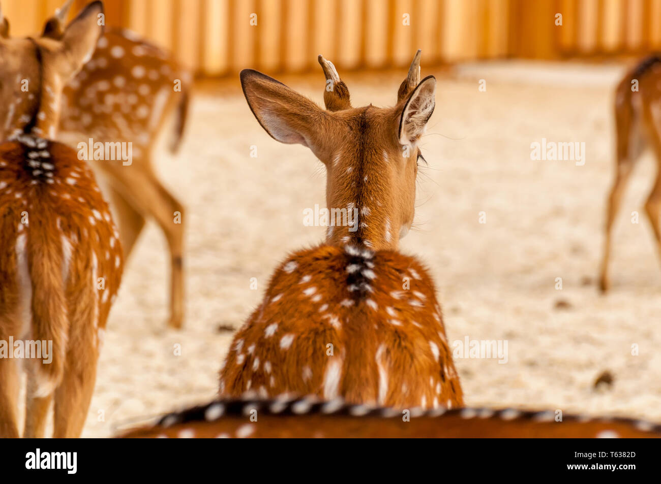Back view of a beautiful chital deer in a zoo on a sunny day Stock ...