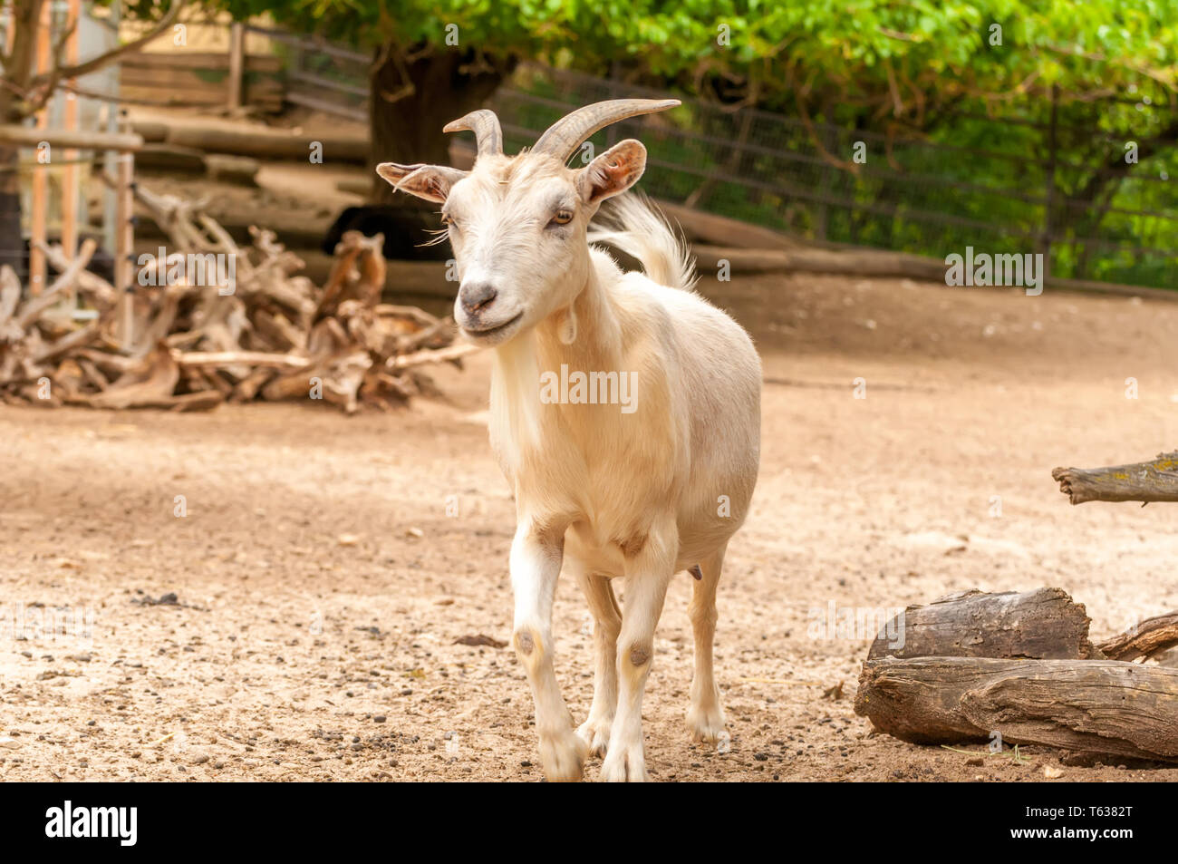 Goat in a zoo hi-res stock photography and images - Alamy