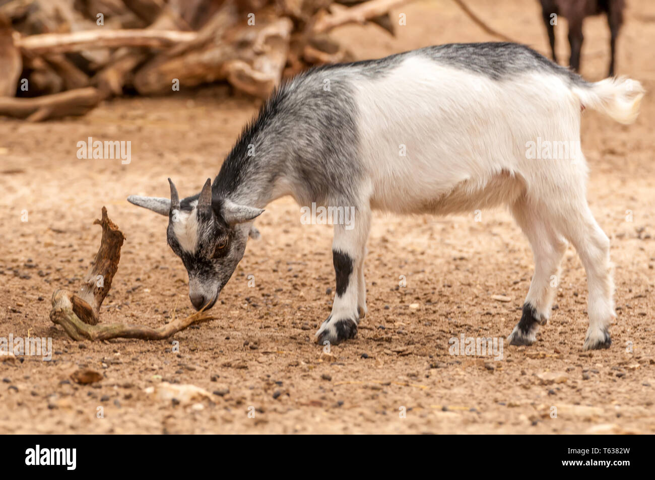 Goat in a zoo hi-res stock photography and images - Alamy