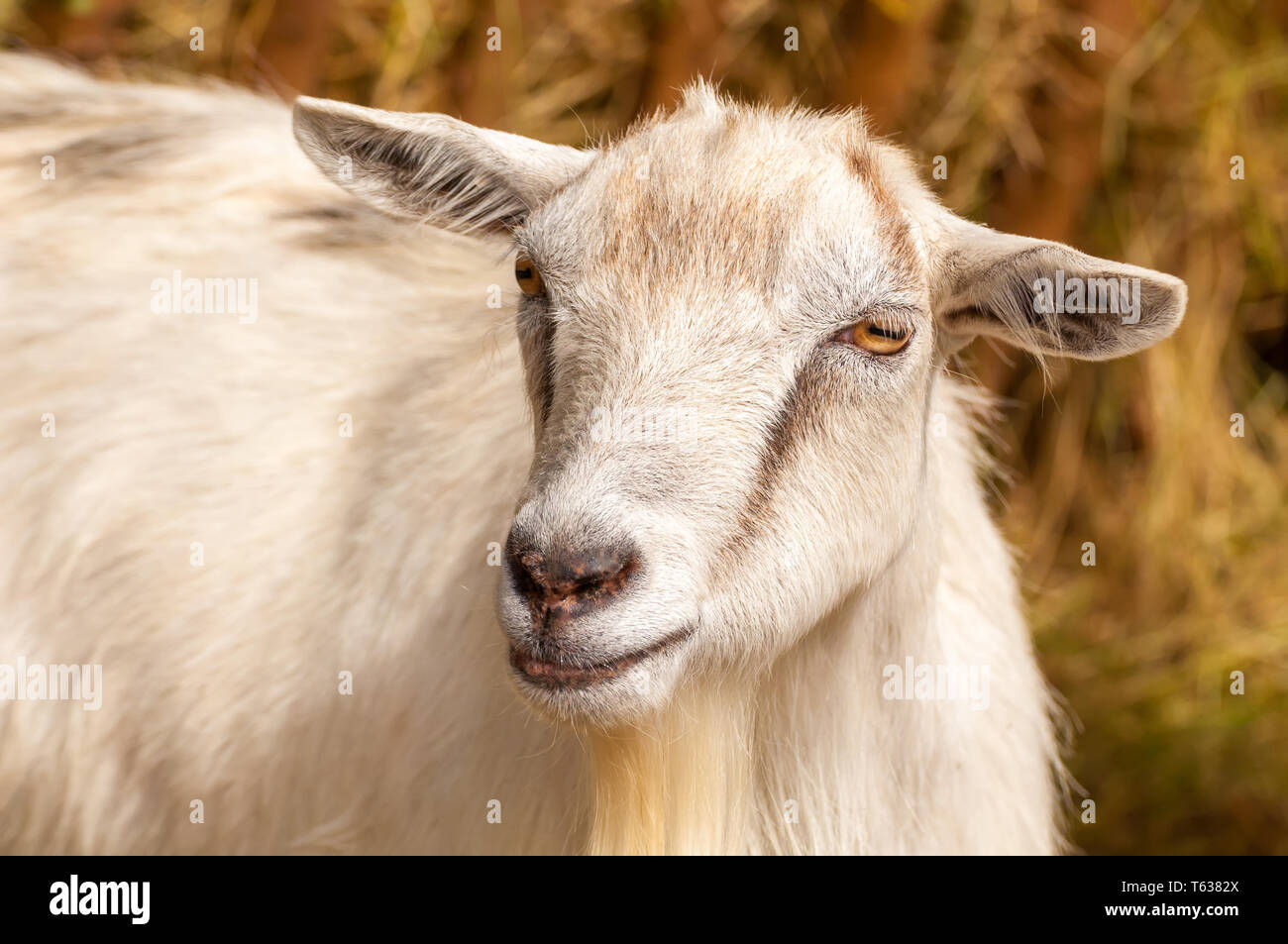 Goat in a zoo hi-res stock photography and images - Alamy