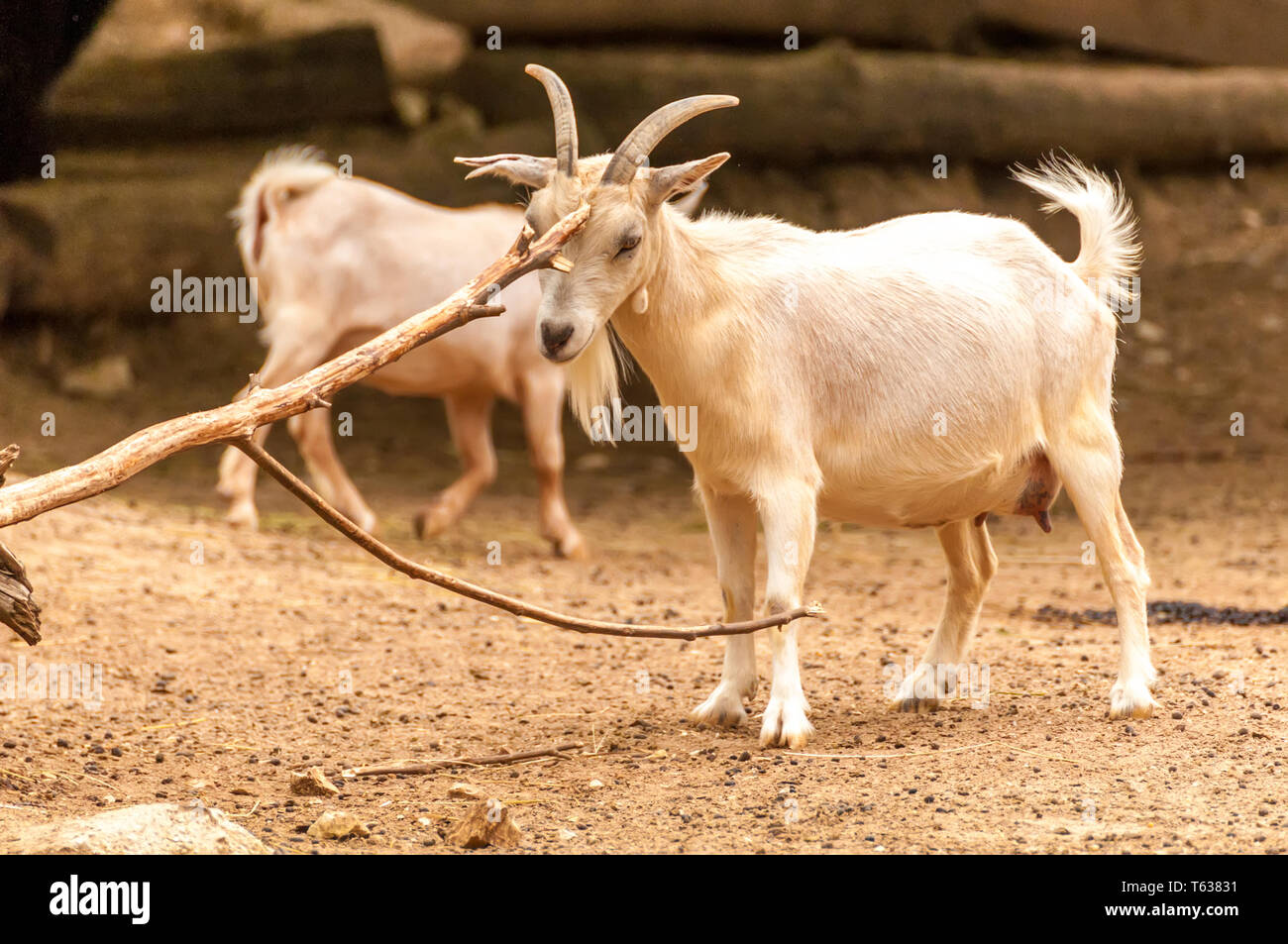 Scratching head back view hi-res stock photography and images - Alamy