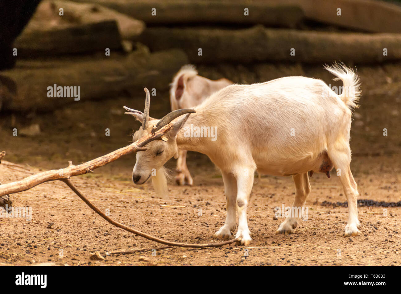 View on a goat scratching itself in a zoo on a sunny day Stock Photo ...