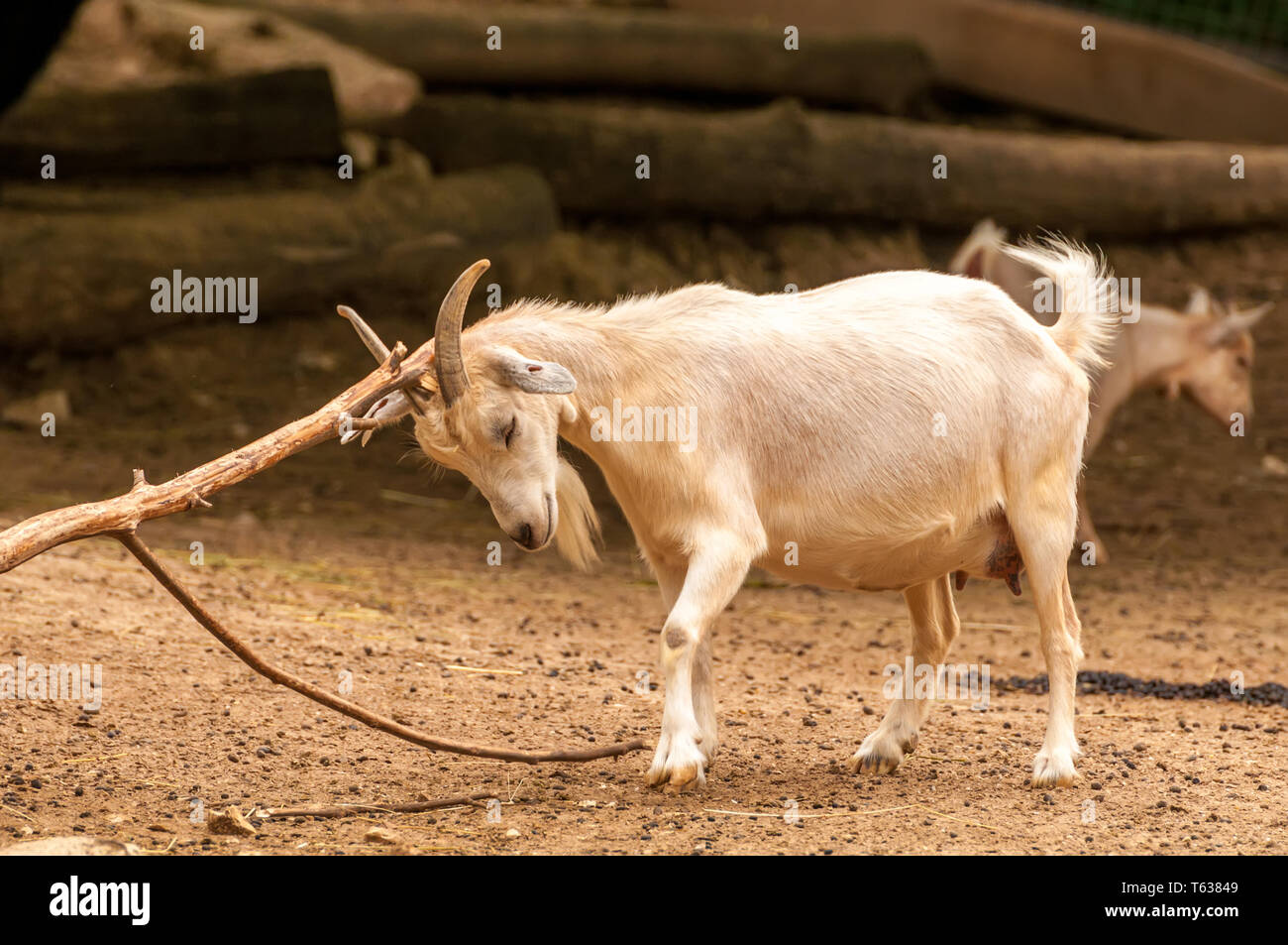 Scratching head back view hi-res stock photography and images - Alamy
