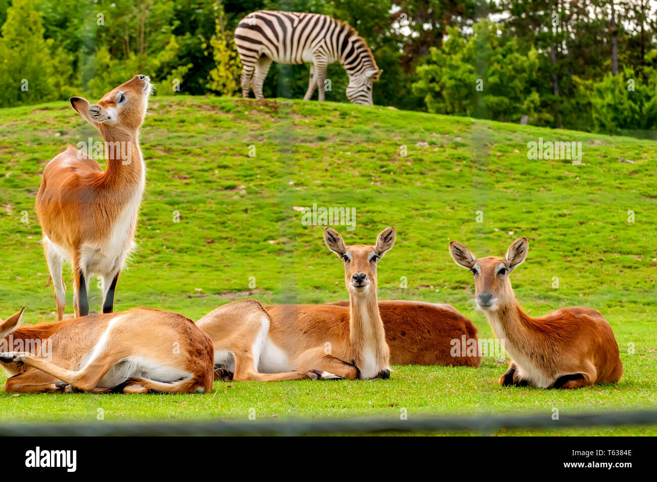 Wild animal zoo group hi-res stock photography and images - Alamy